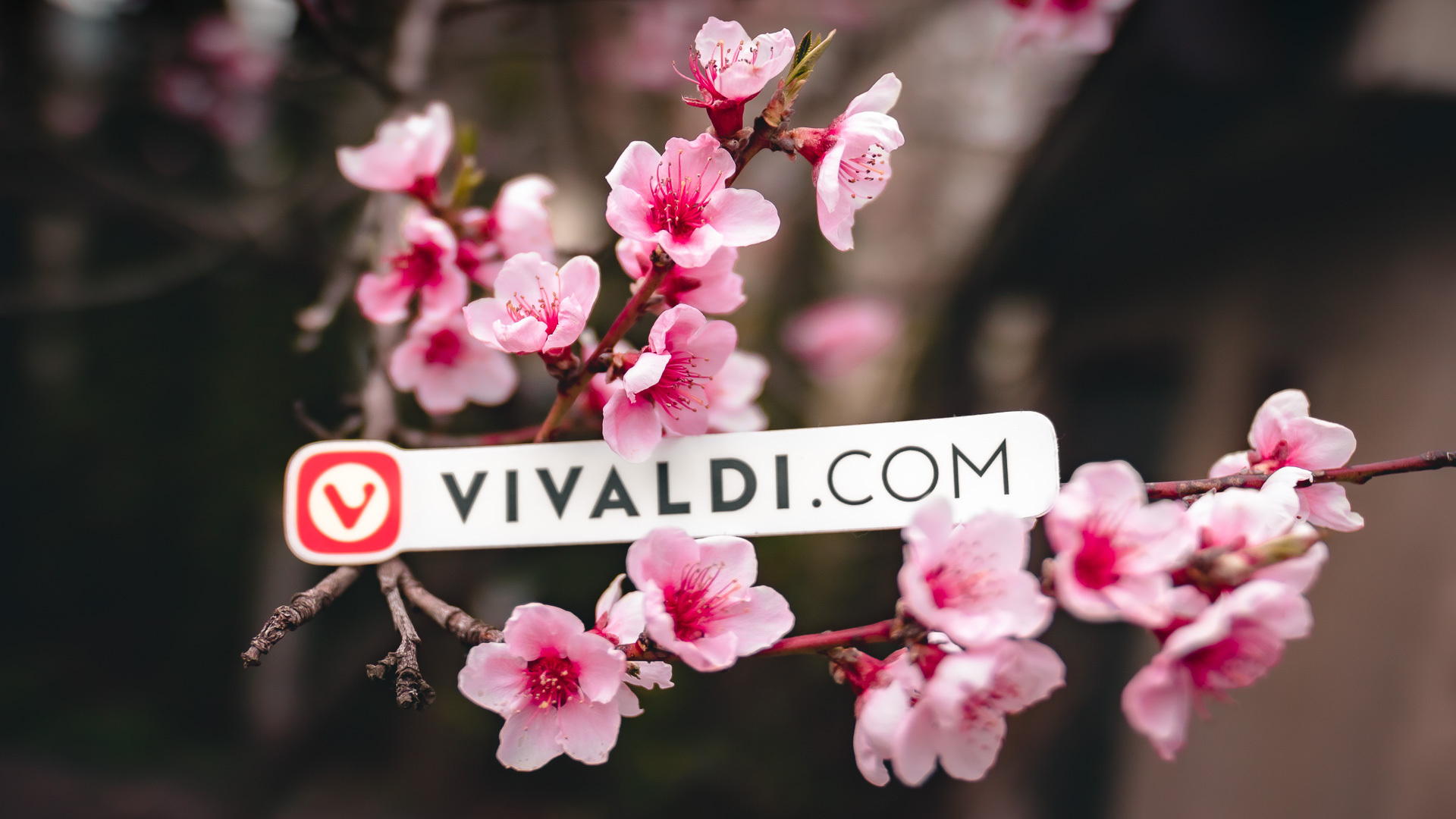 Minor update (3) for Vivaldi Android Browser 5.2 | Vivaldi Browser Minor update (3) for Vivaldi Android Browser 5.2 | Vivaldi Browser