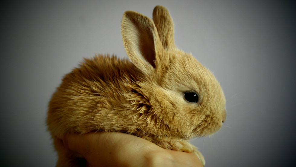 Address bar performance improvements | Vivaldi Browser