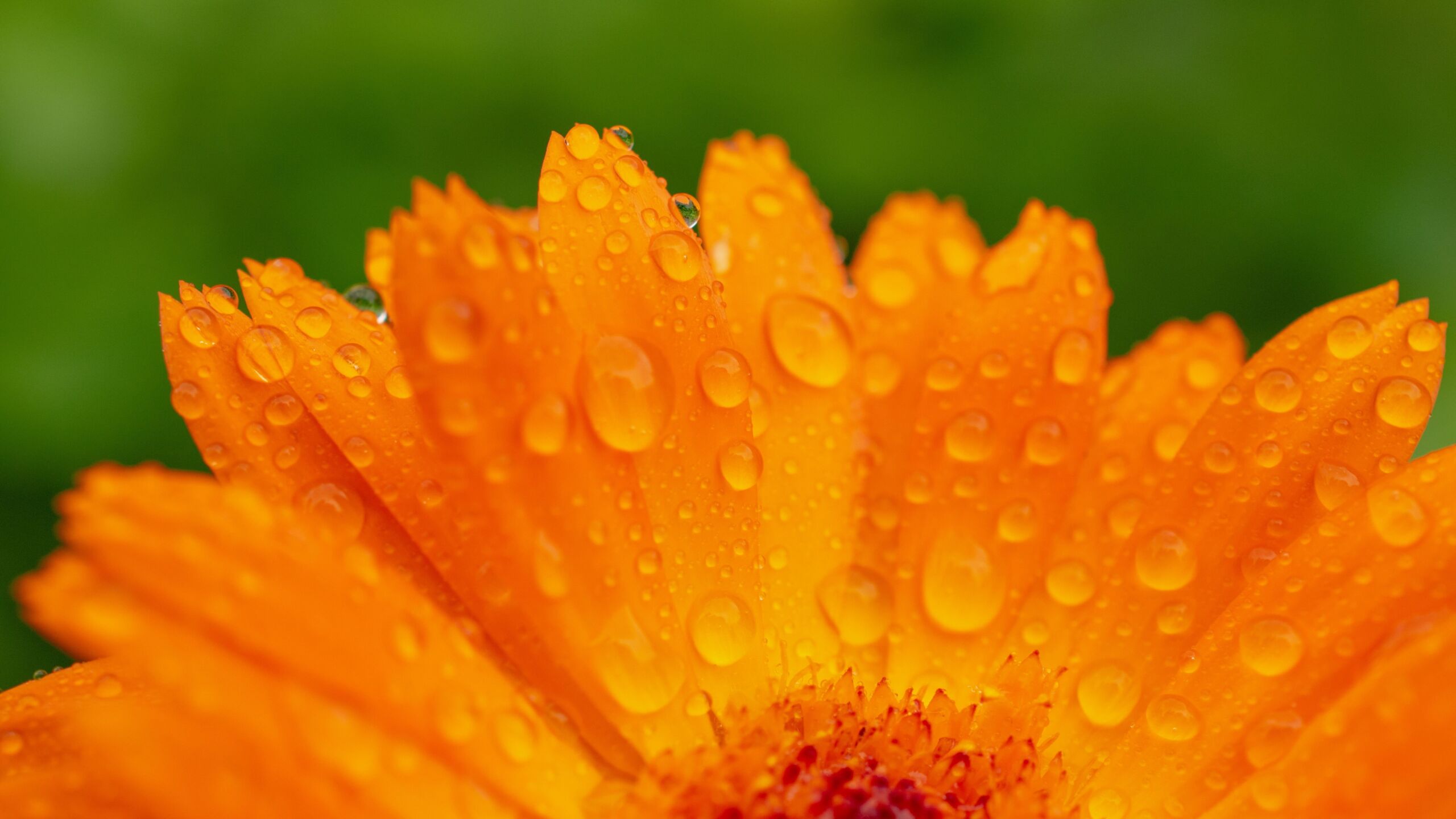 Minor update(4) for Vivaldi Android Browser 6.1 | Vivaldi Browser