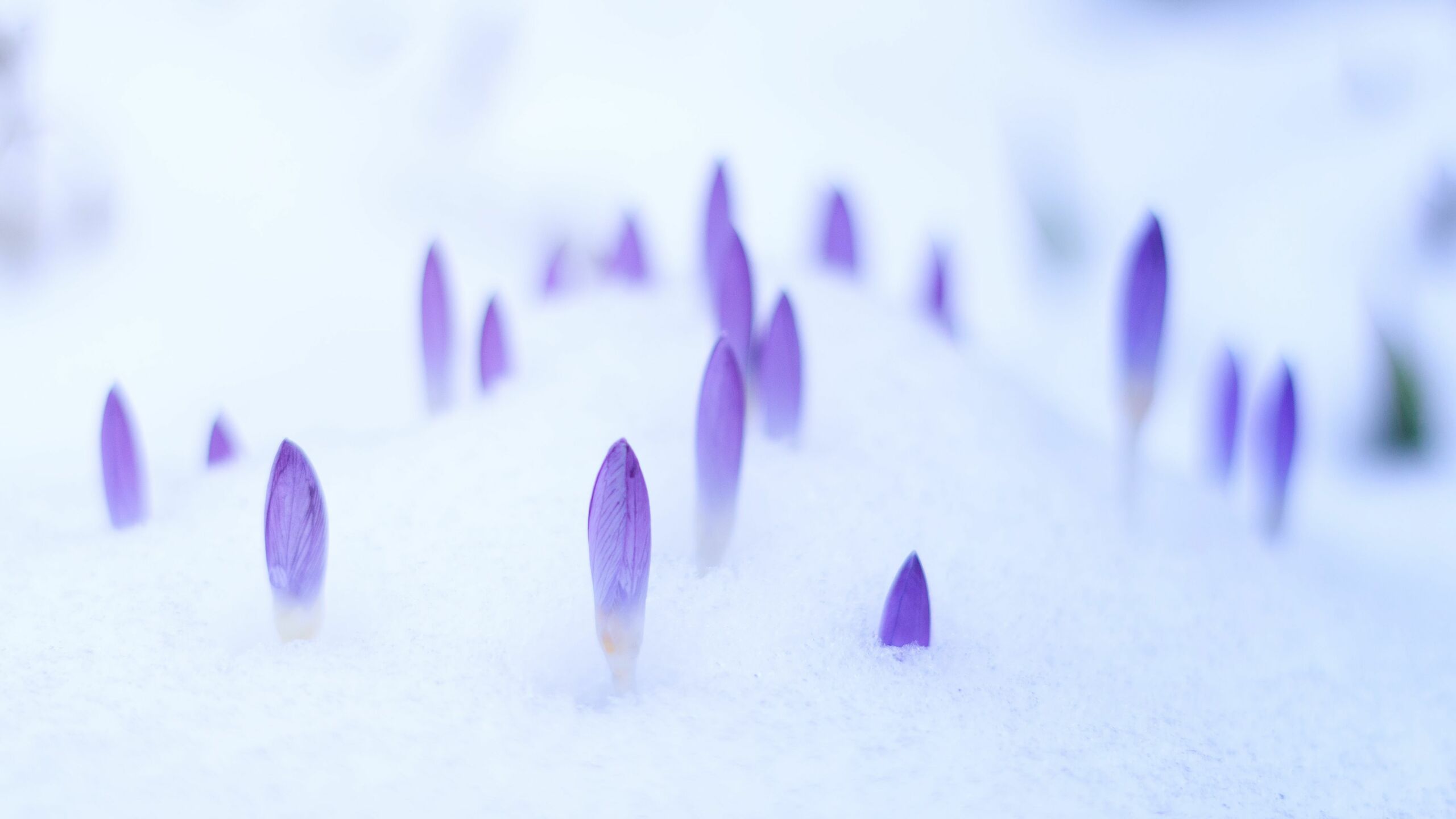 Regression fixes and improvements – Vivaldi Android Browser snapshot 2284.4 | Vivaldi Browser