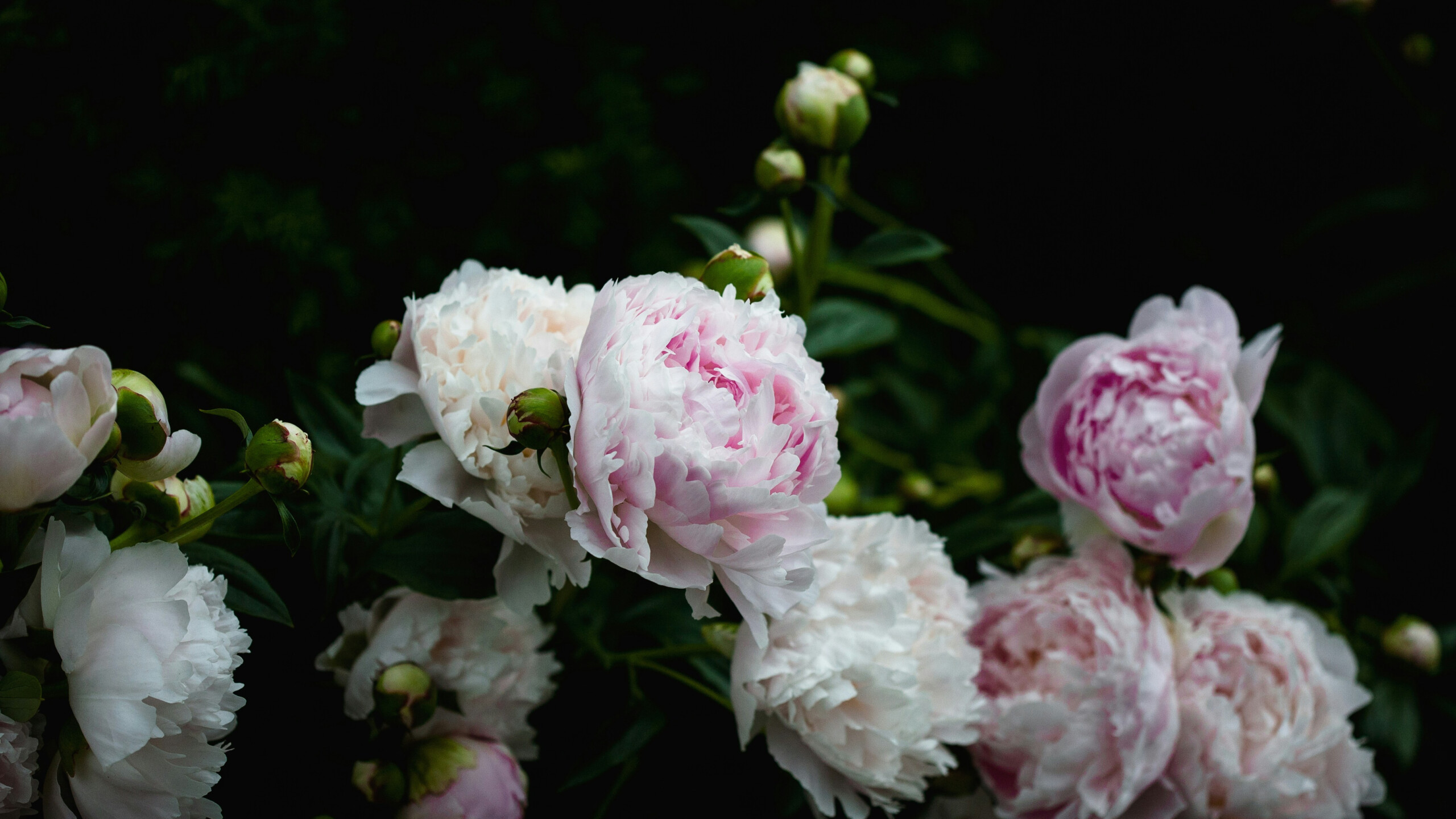 Vivaldi Mobile 7.4 RC 2 – Vivaldi iOS Browser snapshot 3691.38 ...