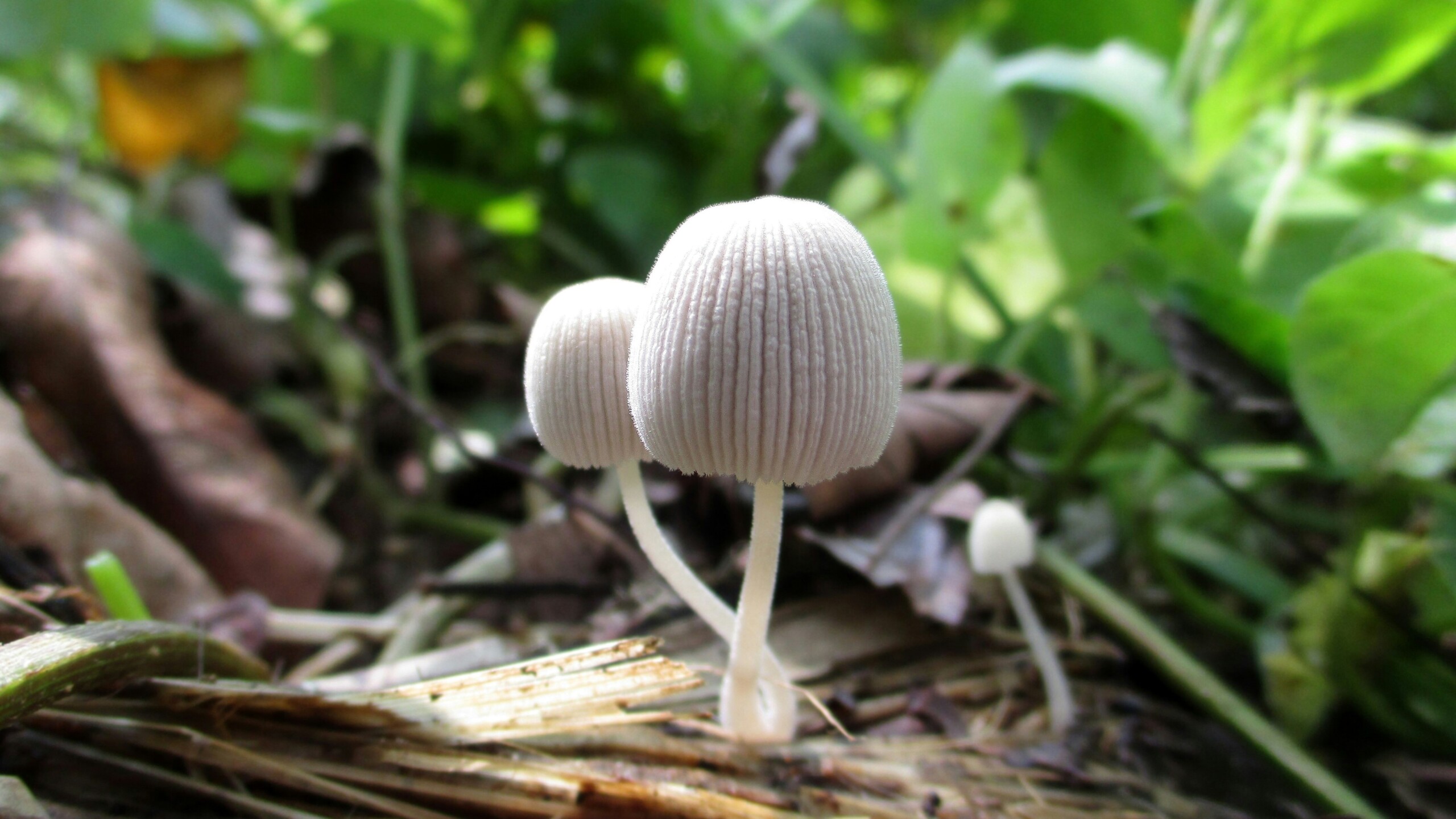 Minor update(2) for Vivaldi Android Browser 6.9 | Vivaldi Browser