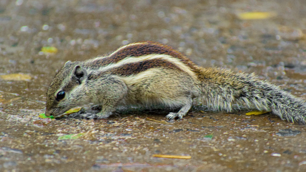 I Heard You Wanted A Friday Snapshot Vivaldi Browser Snapshot 2797 3